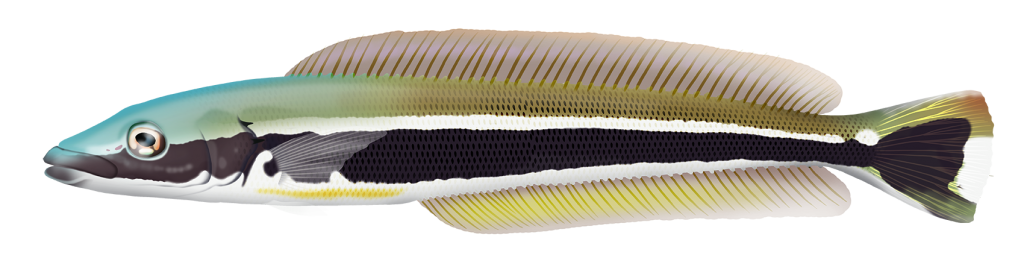 Blue Blanquillo - Malacanthus Latovittatus | Marinewise