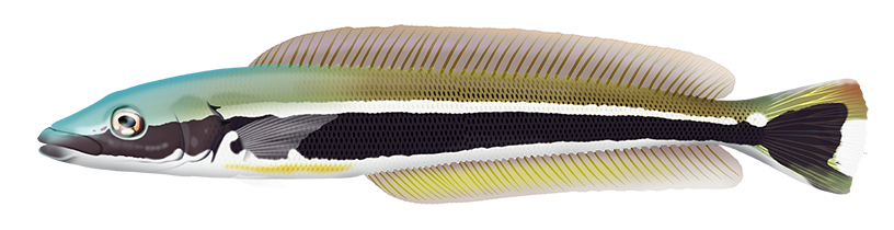 Blue Blanquillo - Malacanthus Latovittatus | Marinewise