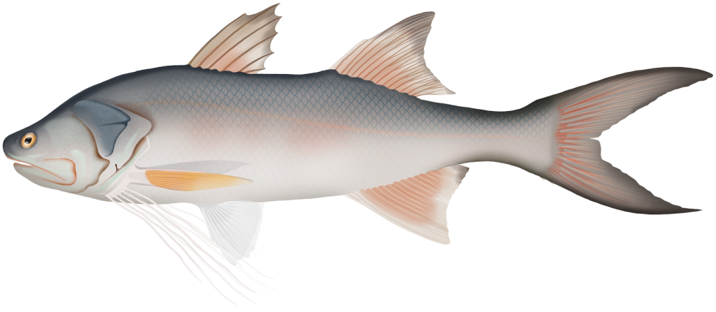 King Threadfin - Polydactylus Macrochir | Marinewise