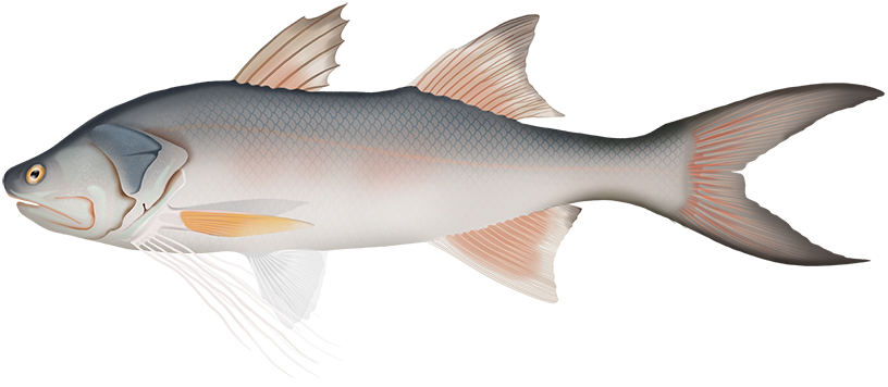 King Threadfin - Polydactylus Macrochir | Marinewise