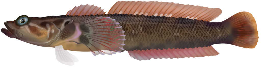 Flathead Congolli - Halaphritis Platycephala | Marinewise