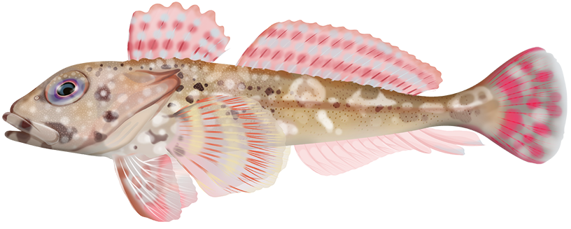 Dragonet - Bovichtus Angustifrons | Marinewise