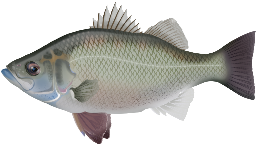 Estuary Perch - Percalates colonorum | Marinewise