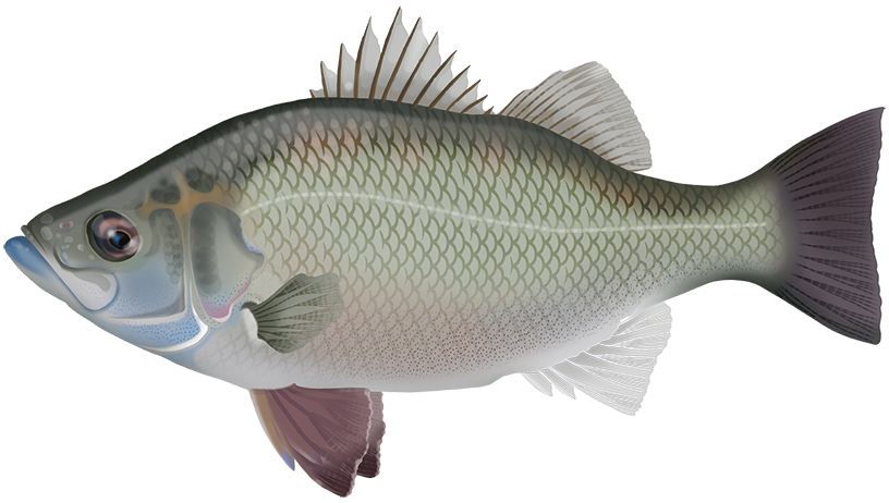 Estuary Perch - Percalates colonorum | Marinewise