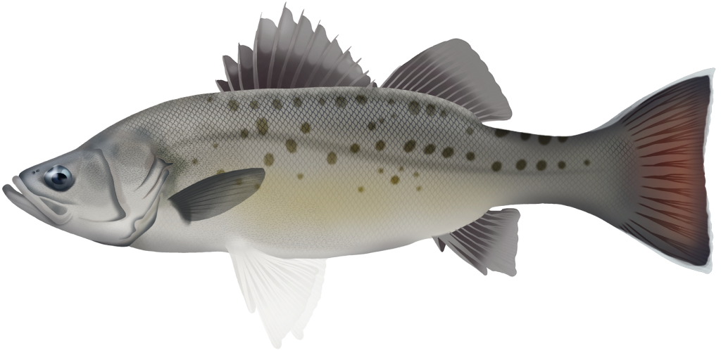 Japanese Seaperch - Lateolabrax Japonicus | Marinewise
