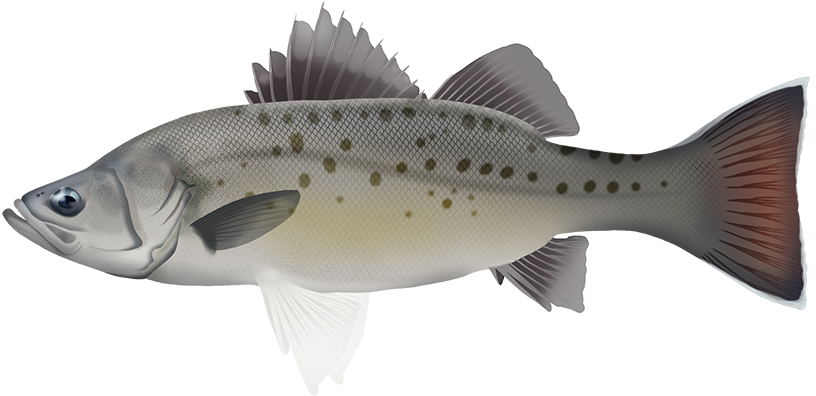 Japanese Seaperch - Lateolabrax Japonicus | Marinewise