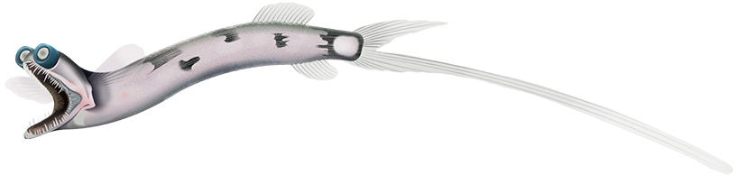 Chun's Telescopefish - Gigantura Chuni | Marinewise