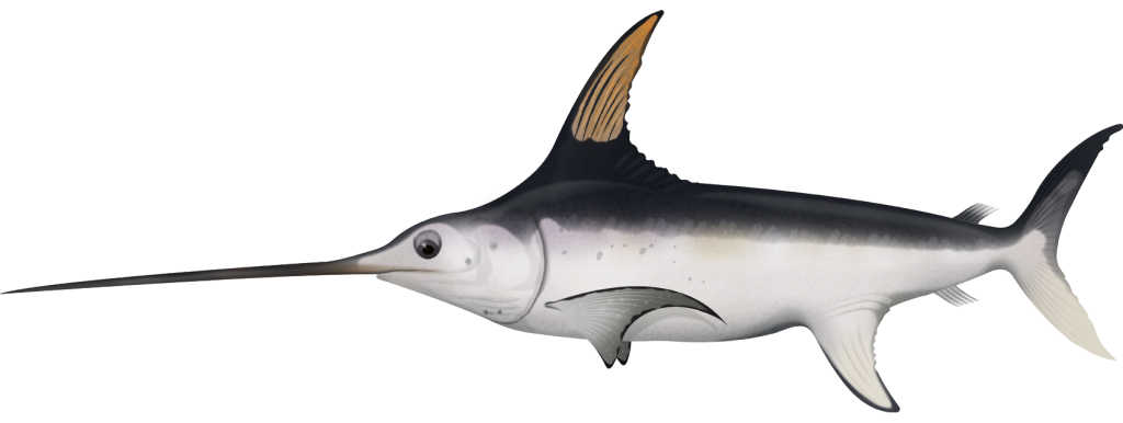 Swordfish - Xiphias Gladius | Marinewise