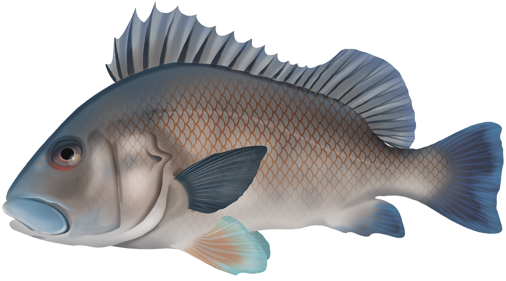 Brown Sweetlips - Plectorhinchus Gibbosus | Marinewise