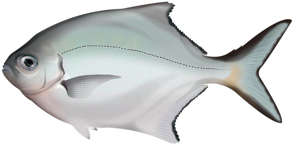 Silver Sweep - Scorpis Lineolata | Marinewise