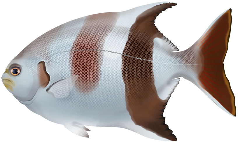 Banded Sweep - Scorpis Georgianus | Marinewise