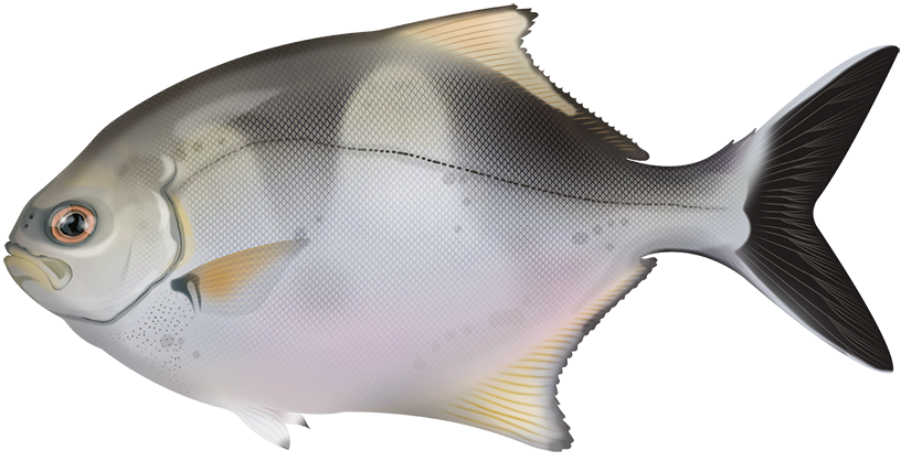 Sea Sweep - Scorpis Aequipinnis | Marinewise