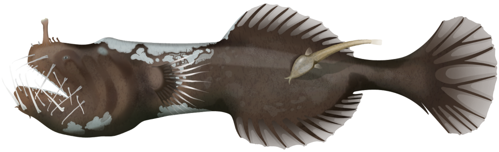 Spiny Seadevil - Neoceratias Spinifer | Marinewise