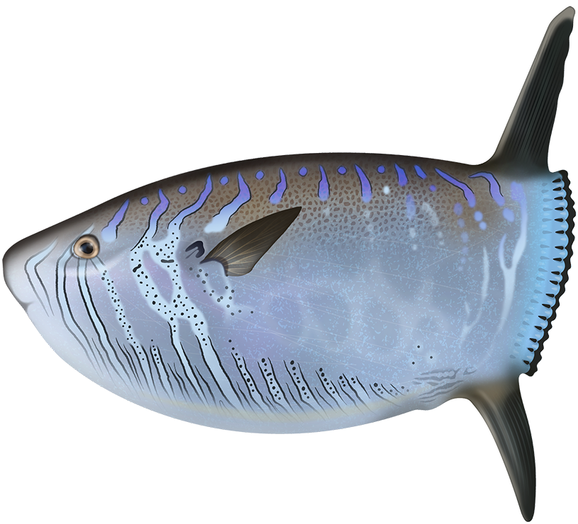 Slender Sunfish - Ranzania Laevis | Marinewise