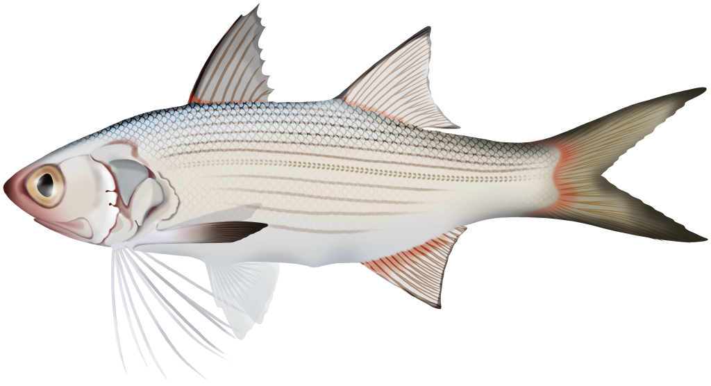 Striped Threadfin - Polydactylus Plebius | Marinewise