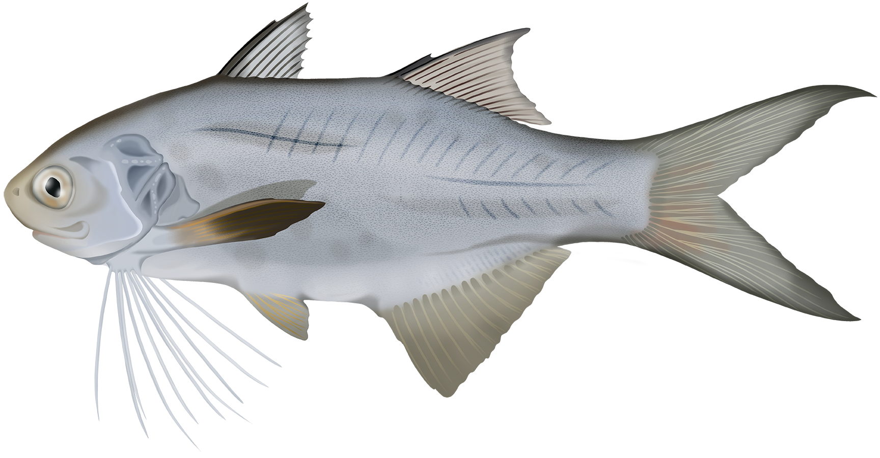 Australian Threadfin - Polydactylus Multiradiatus | Marinewise