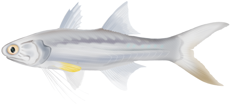 Blue Threadfin - Euletheronema Tetradactylum | Marinewise