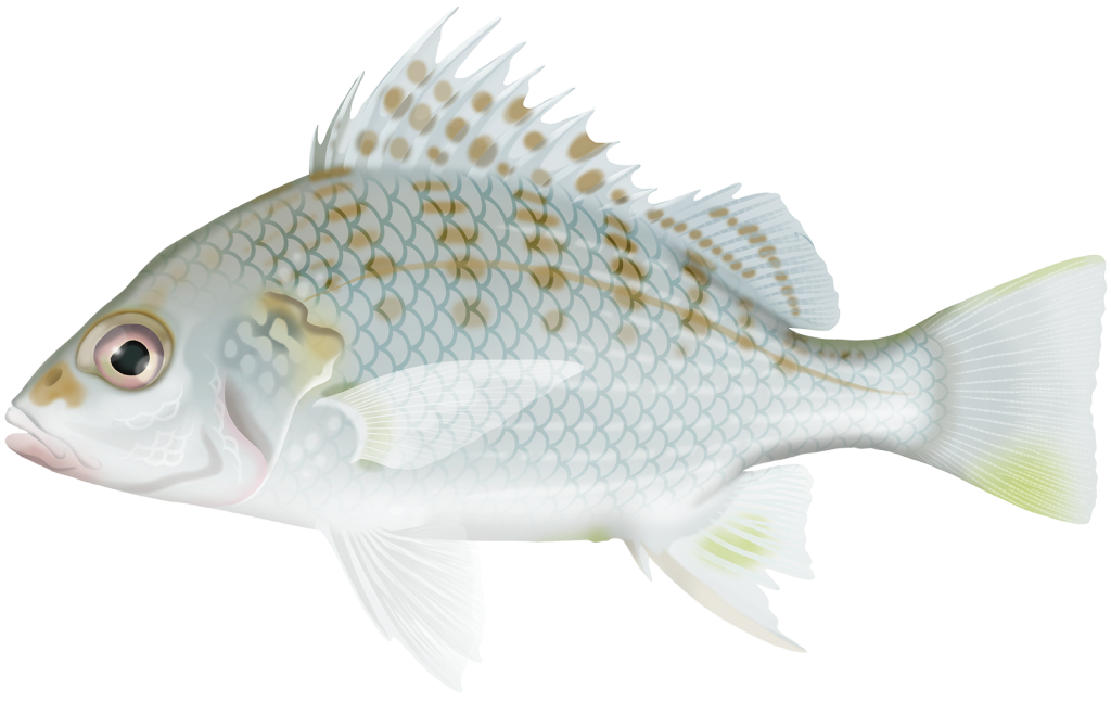 Barred Javelinfish - Pomadasys Kaakan | Marinewise