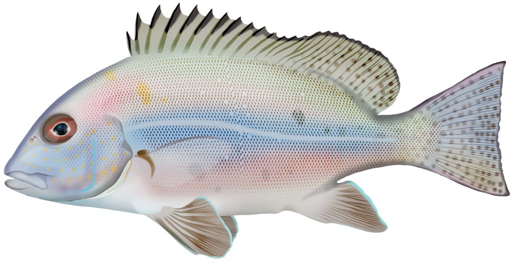 Painted Sweetlips - Diagramma Pictum Labiosum | Marinewise