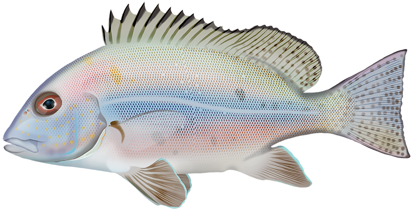 Painted Sweetlips - Diagramma Pictum Labiosum | Marinewise