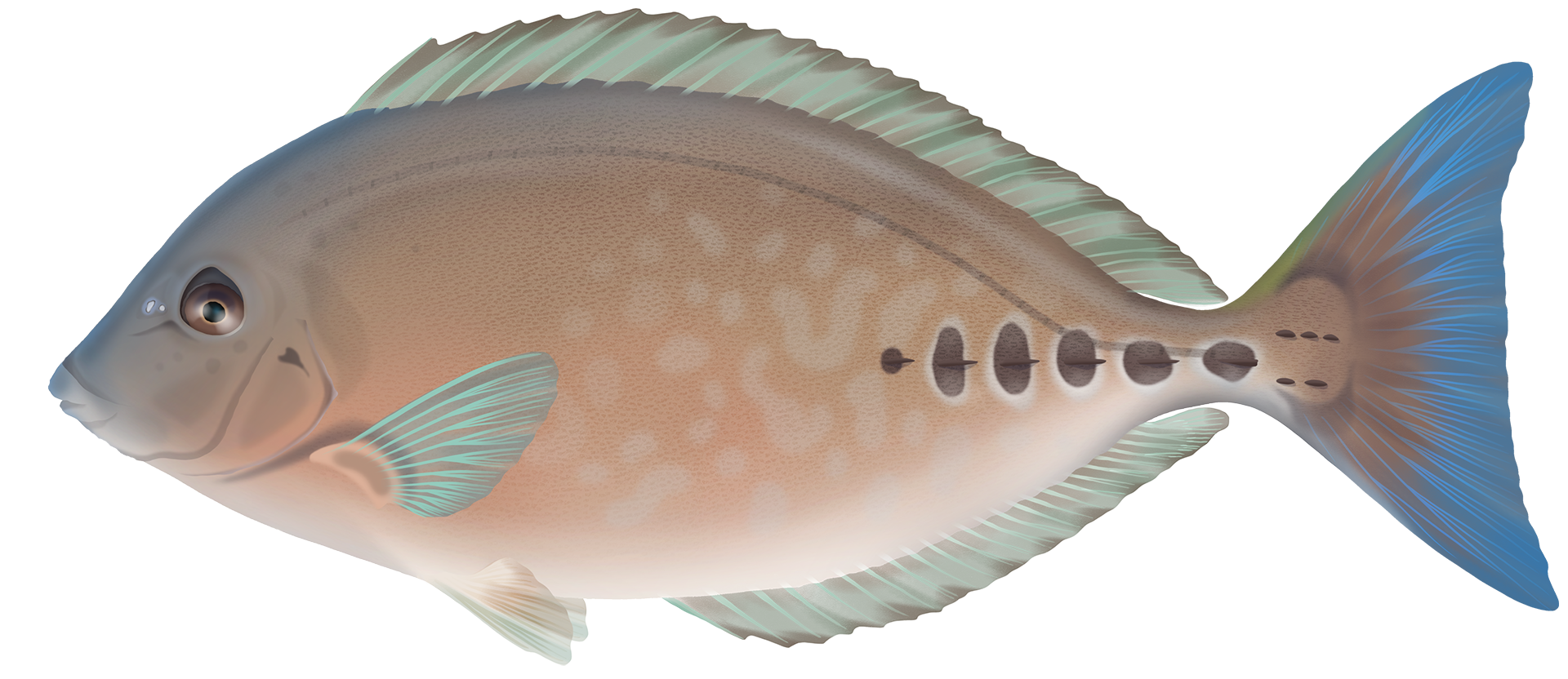 Australian Sawtail - Prionurus Microlepidotus | Marinewise