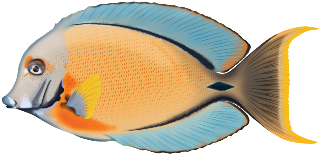 Mimic Surgeonfish - Acanthurus Pyroferus | Marinewise