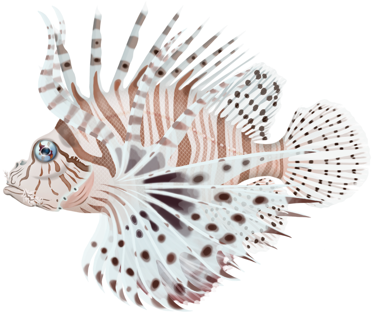 Common Lionfish - Pterois Volitans | Marinewise