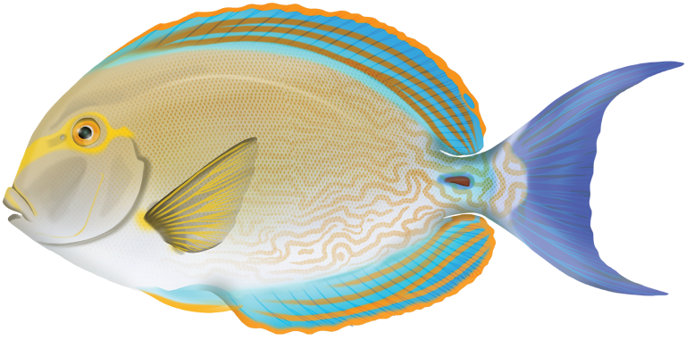Yellowmask Surgeonfish - Acanthurus Xanthopterus | Marinewise