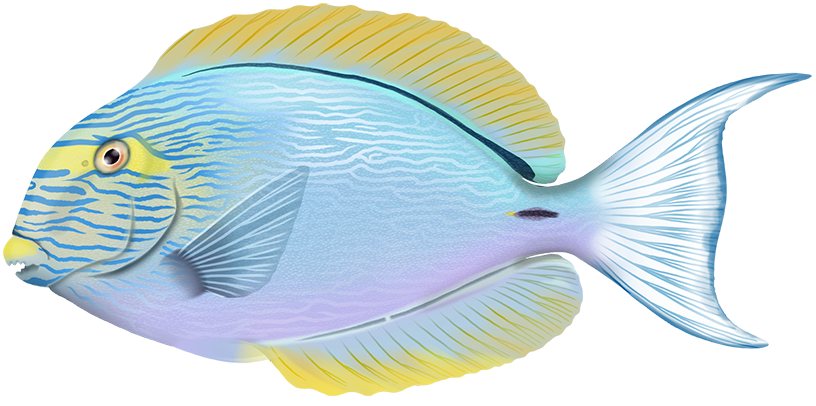 Pale Surgeonfish - Acanthurus Mata | Marinewise