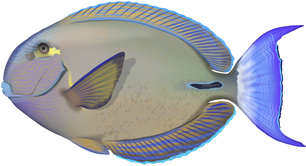 Dark Surgeonfish - Acanthurus Blochii | Marinewise