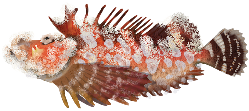 Spotted Stinger - Inimicus Sinensis | Marinewise