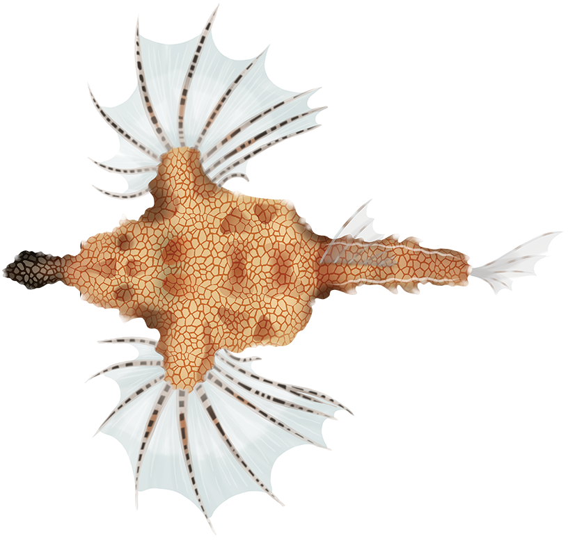 Little Dragonfish - Eurypegasus Draconis | Marinewise