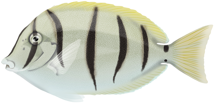 Convict Surgeonfish - Acanthurus Triostegus | Marinewise