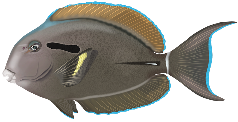 Eyeline Surgeonfish - Acanthurus Nigricauda | Marinewise