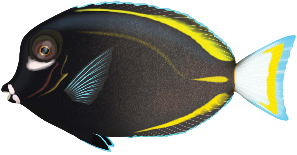 Velvet Surgeonfish - Acanthurus Nigricans | Marinewise