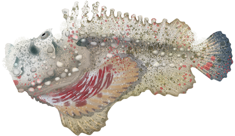 Estuarine Stonefish - Synanceja Horrida | Marinewise
