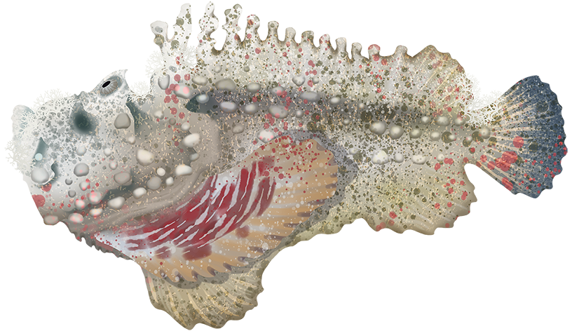 Estuarine Stonefish - Synanceja Horrida | Marinewise
