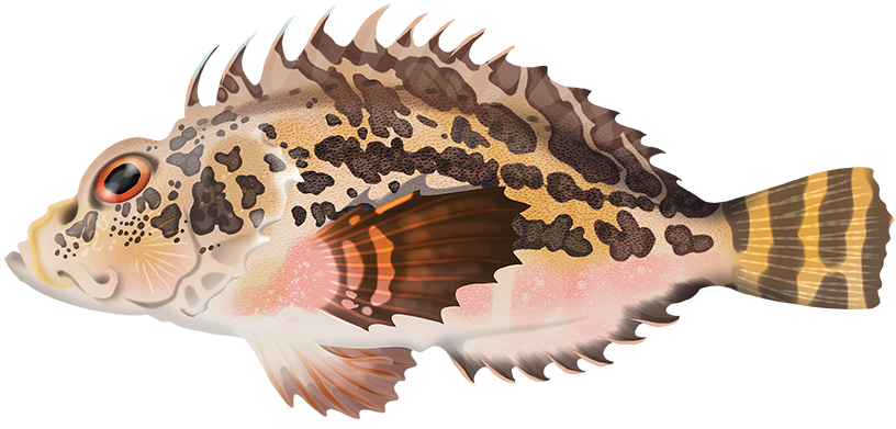 Plumbstriped Stingfish - Minous Versicolor | Marinewise