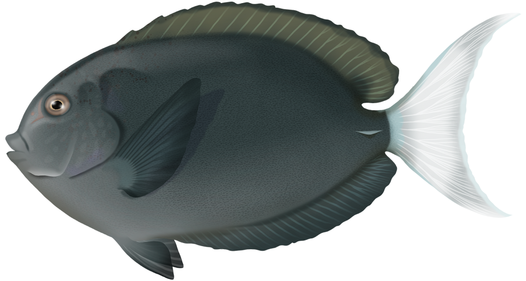 Night Surgeonfish - Acanthurus Thompsoni | Marinewise