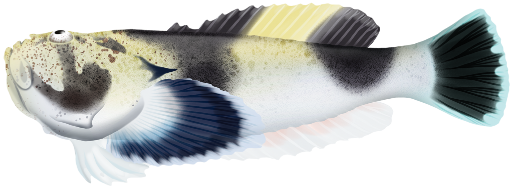 Common Stargazer - Kathetostoma Laeve | Marinewise