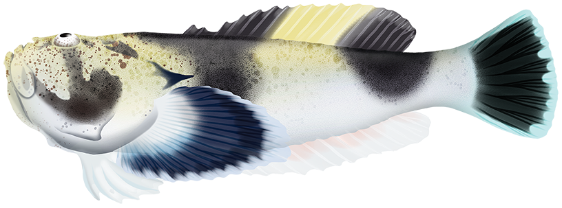 Common Stargazer - Kathetostoma Laeve | Marinewise