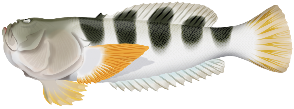 Banded Stargazer - Ichthyscopus Fasciatus | Marinewise