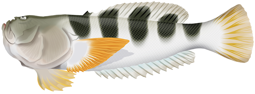 Banded Stargazer - Ichthyscopus Fasciatus | Marinewise