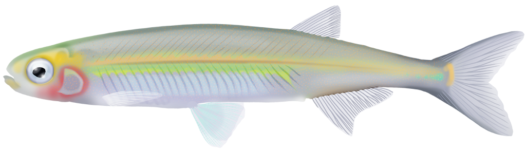 Australian Smelt - Retropinna Semoni | Marinewise