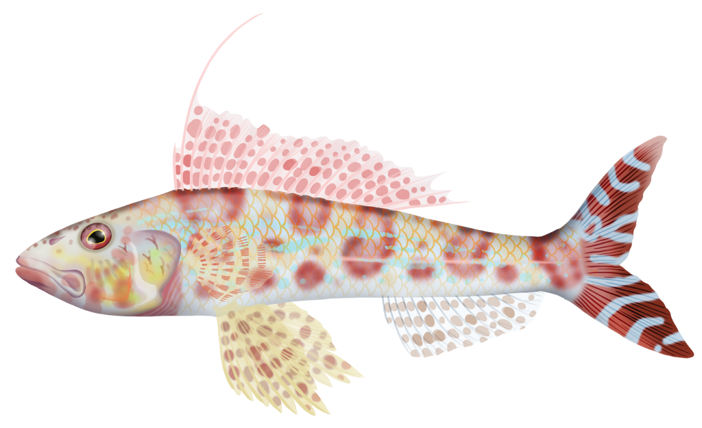 Sergeant Baker - Aulopus Purpurissatus | Marinewise