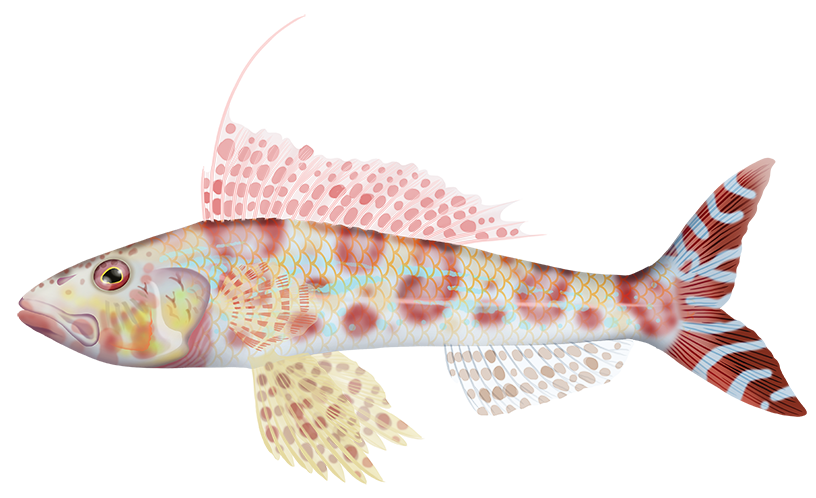 Sergeant Baker - Aulopus Purpurissatus | Marinewise