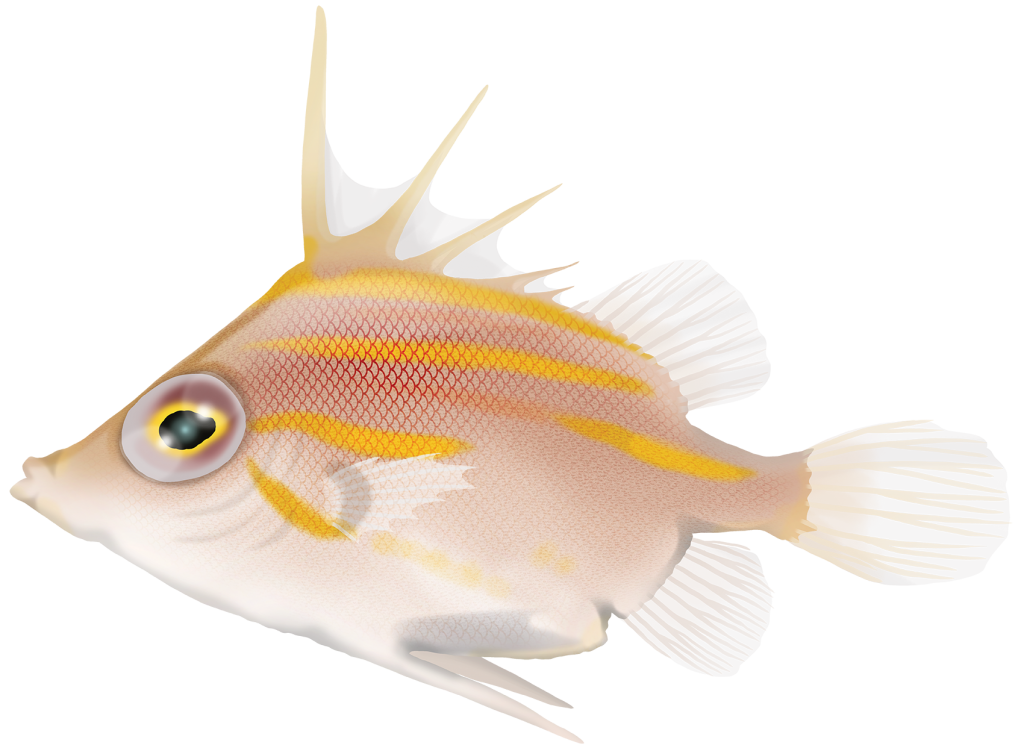 Shortsnout Spikefish - Triacanthodes Ethiops | Marinewise