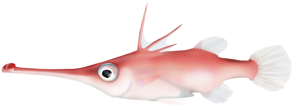 Alcock's Spikefish - Halimochirurgus Alcocki | Marinewise