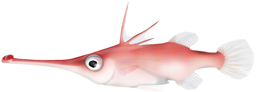 Alcock's Spikefish - Halimochirurgus Alcocki | Marinewise