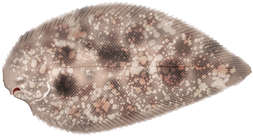 Spotted Sole - Phyllichthys Punctatus | Marinewise